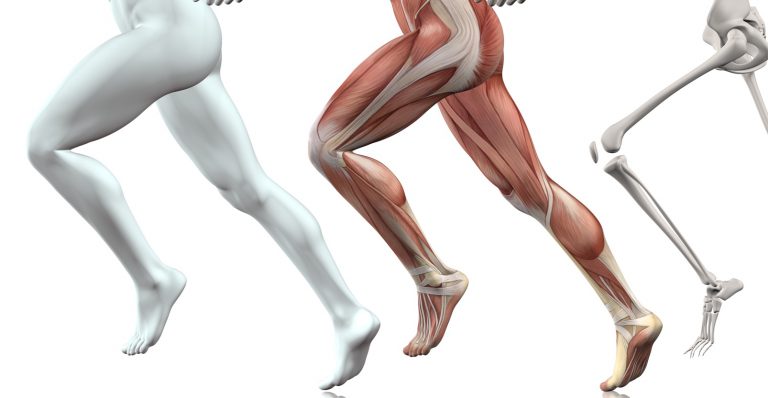 Anatomie du Genou : Dr Bousquet – Spécialiste du genou Anatomie du Genou : Dr Bousquet – Spécialiste du genou
