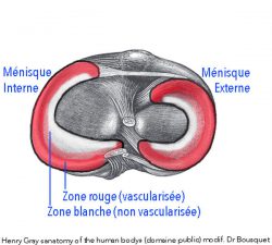 Ménisques : Dr Bousquet – Spécialiste du genou